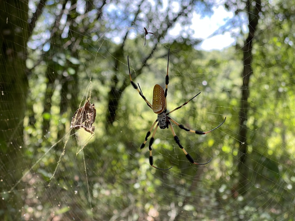 Golden Silk Spider from Coconut Creek, FL, US on May 23, 2022 at 12:18 ...