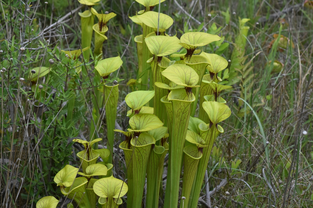 yellow pitcher plant in May 2022 by Cade · iNaturalist