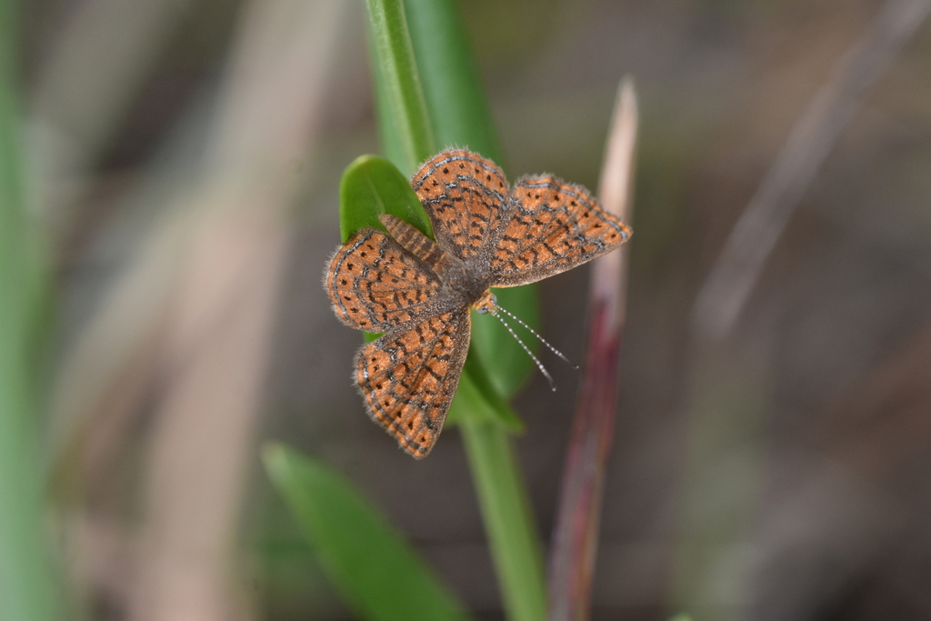 Little Metalmark in May 2022 by Cade · iNaturalist