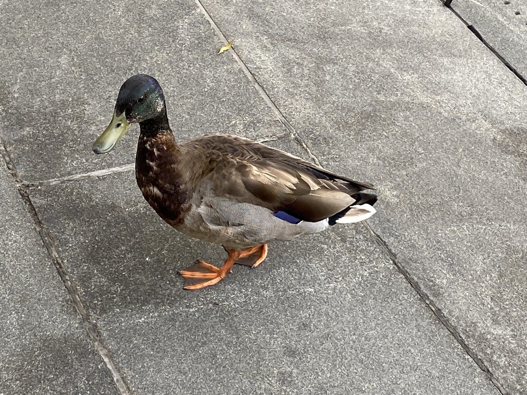 Mallard from National Mall and Memorial Parks, Washington, DC, US on ...