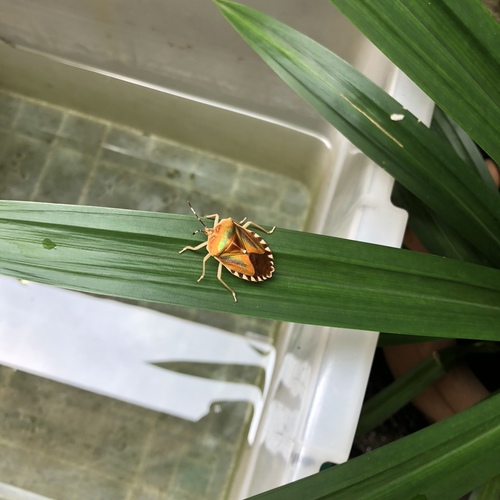 Mattiphus reflexus · iNaturalist United Kingdom