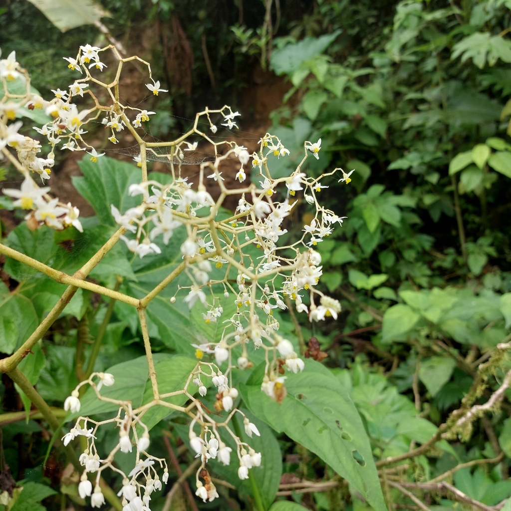 Begonia parviflora from Chilla, EC-EO, EC on May 24, 2022 at 12:20 PM ...