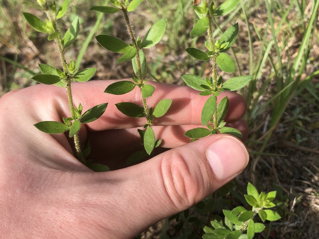 Hairy Pinweed from Milton, FL, US on May 25, 2022 at 05:00 PM by ...