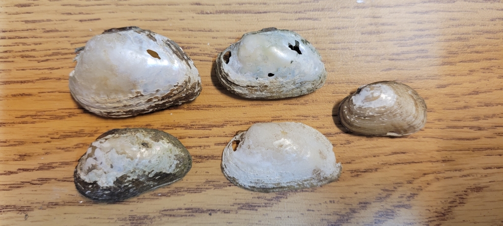 Slippershell Mussel in May 2022 by Brandon Brooke · iNaturalist