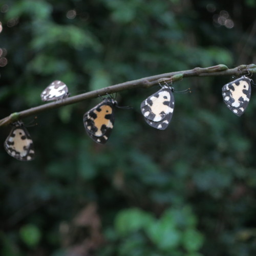 Falcuna libyssa · iNaturalist