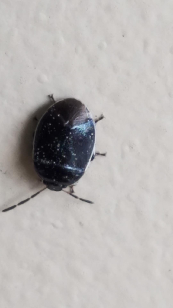 White-margined Burrower Bug from Bird in Hand, PA 17505, USA on April ...