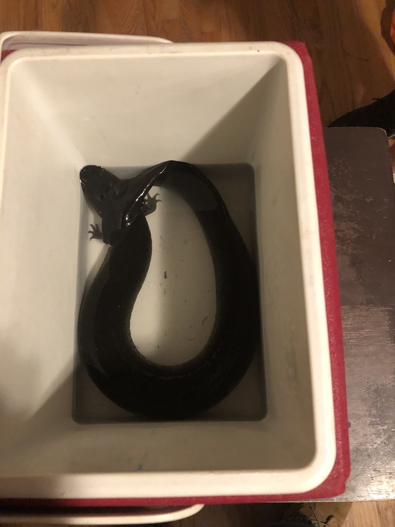 Greater Siren from Lake Edgar Brown, Barnwell, SC, US on June 8, 2020 ...