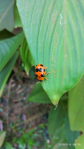 Clytrasoma balyi · iNaturalist