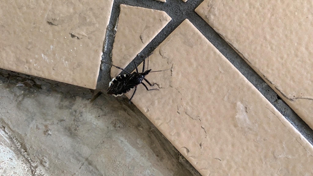 Japanese Assassin Bug from 下藤沢, 入間市, 埼玉県, JP on May 26, 2022 at 12:36 ...