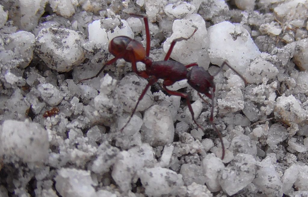 Pony Ants from Watsonville QLD 4887, Australia on May 26, 2022 at 12:33 ...