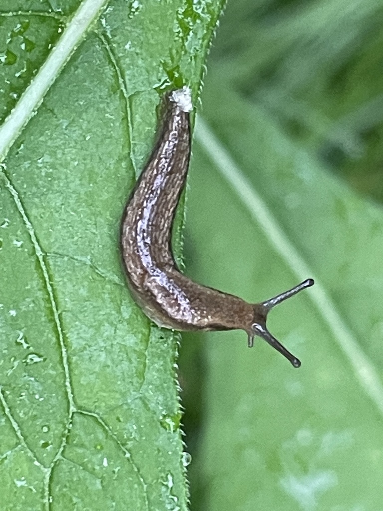 Arion Slugs from Wayne National Forest, Graysville, OH, US on May 21 ...
