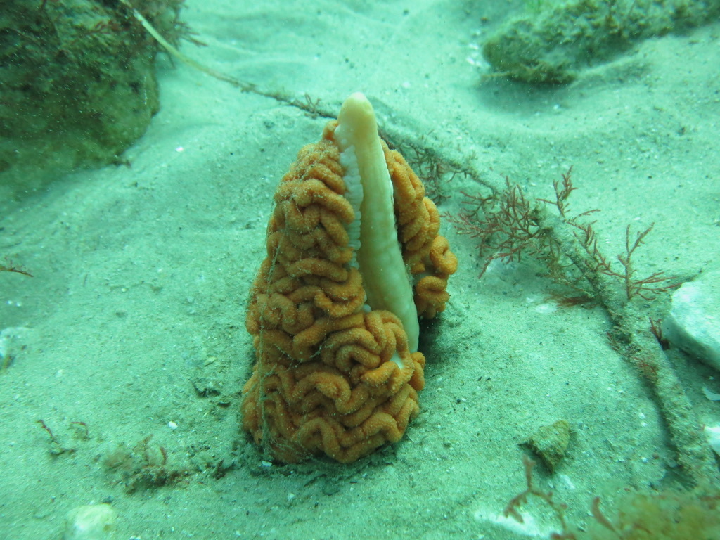 Great Sea Pen from O'Sullivan Beach SA 5166, Australia on May 23, 2022 ...