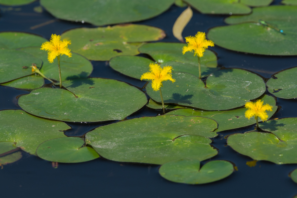 Nymphoides fallax from San Juanito de Escobedo, Jalisco, Mexico on May ...