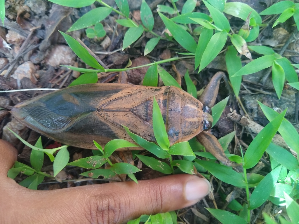 Asian Giant Water Bug from Coimbatore, IN-AP, IN on May 24, 2022 at 09: ...