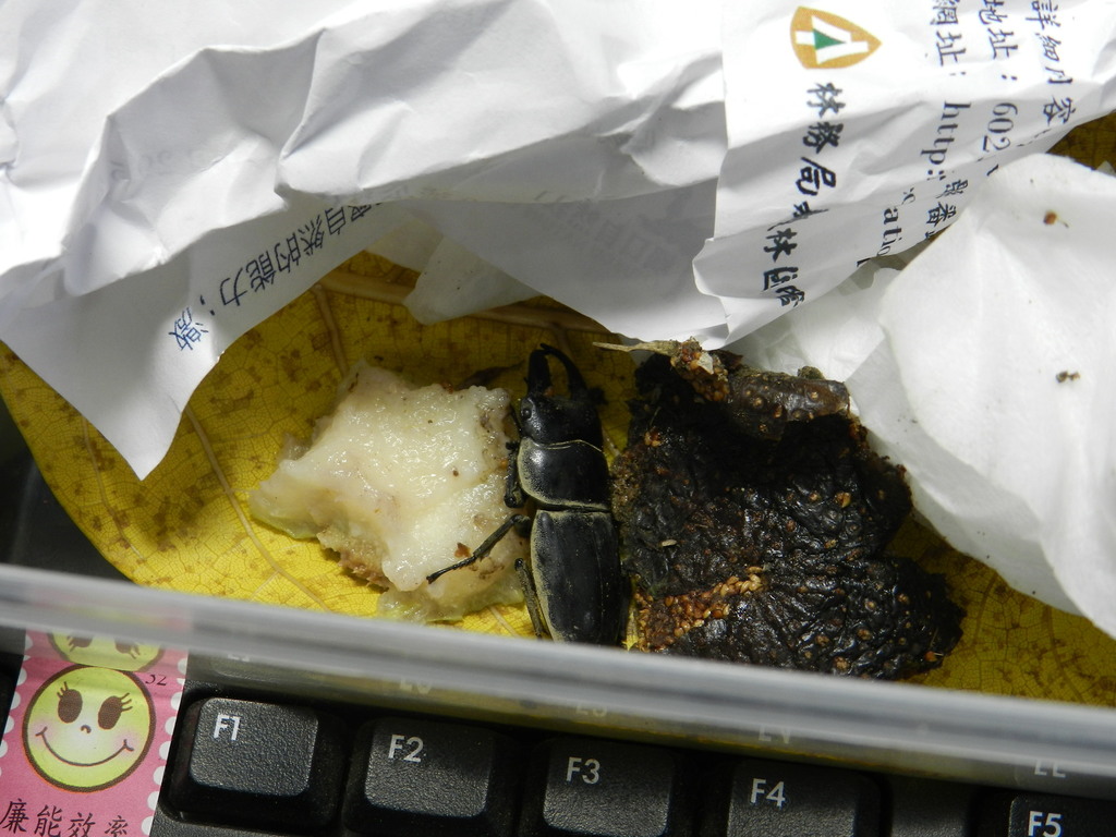 Serrognathus titanus sika from 台灣嘉義縣 on March 30, 2012 at 02:56 PM by ...