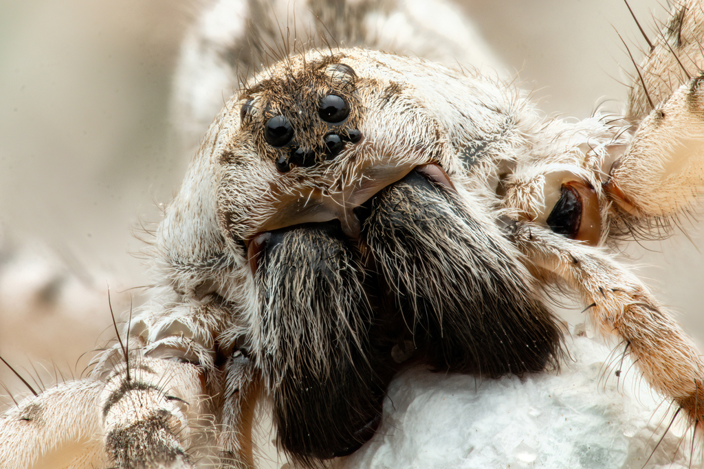 Northern Bear Spider from 3150 Hellebæk, Danmark on May 25, 2022 at 05: ...