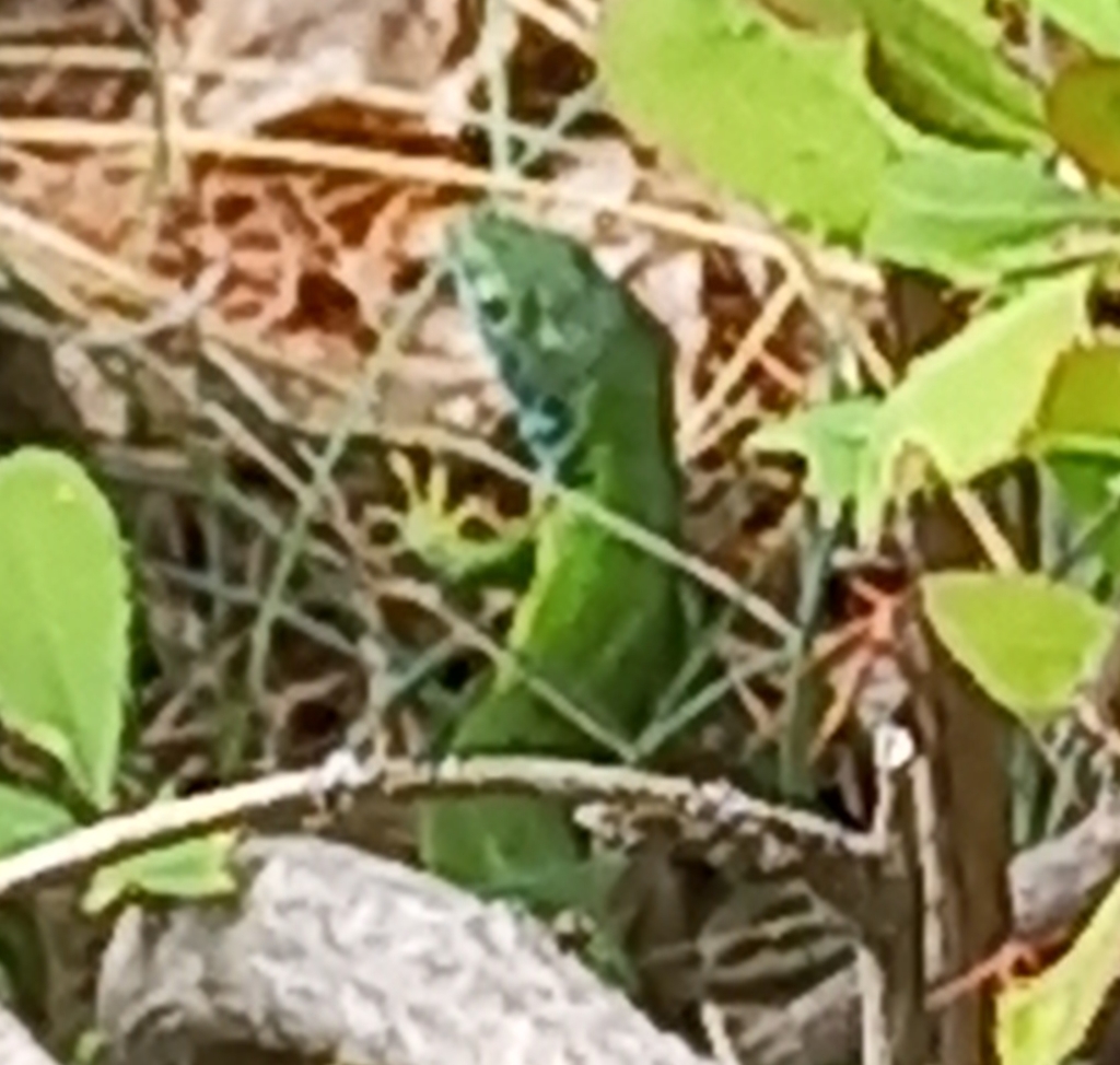 Western Green Lizard in May 2022 by silviakarina · iNaturalist
