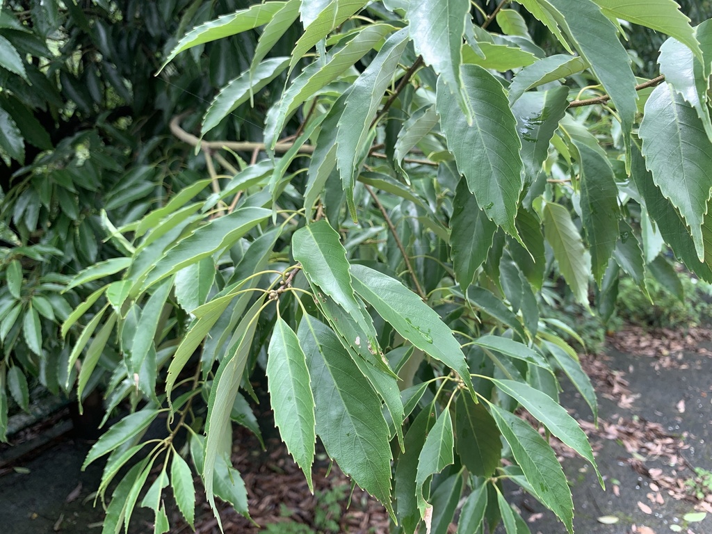 ring-cupped oak from New Taipei, TW-NT-TP, TW on May 26, 2022 at 10:37 ...