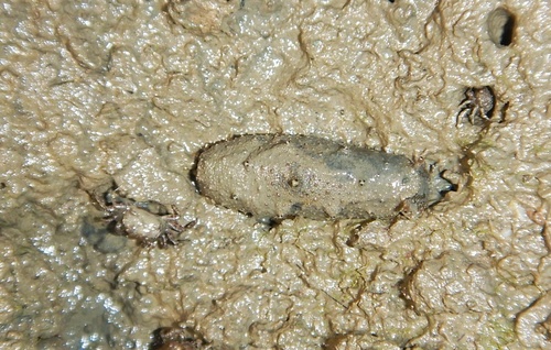 Onchidium typhae · iNaturalist