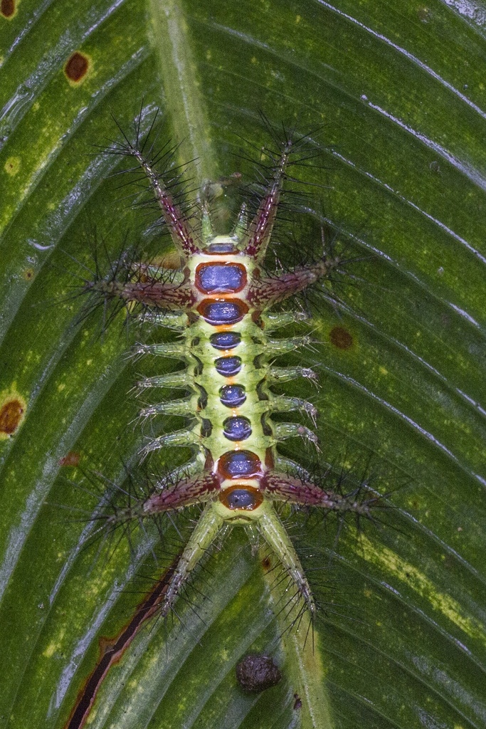 Phocoderma from Mae Taeng, Mae Taeng, Chiang Mai, TH on June 21, 2018 ...