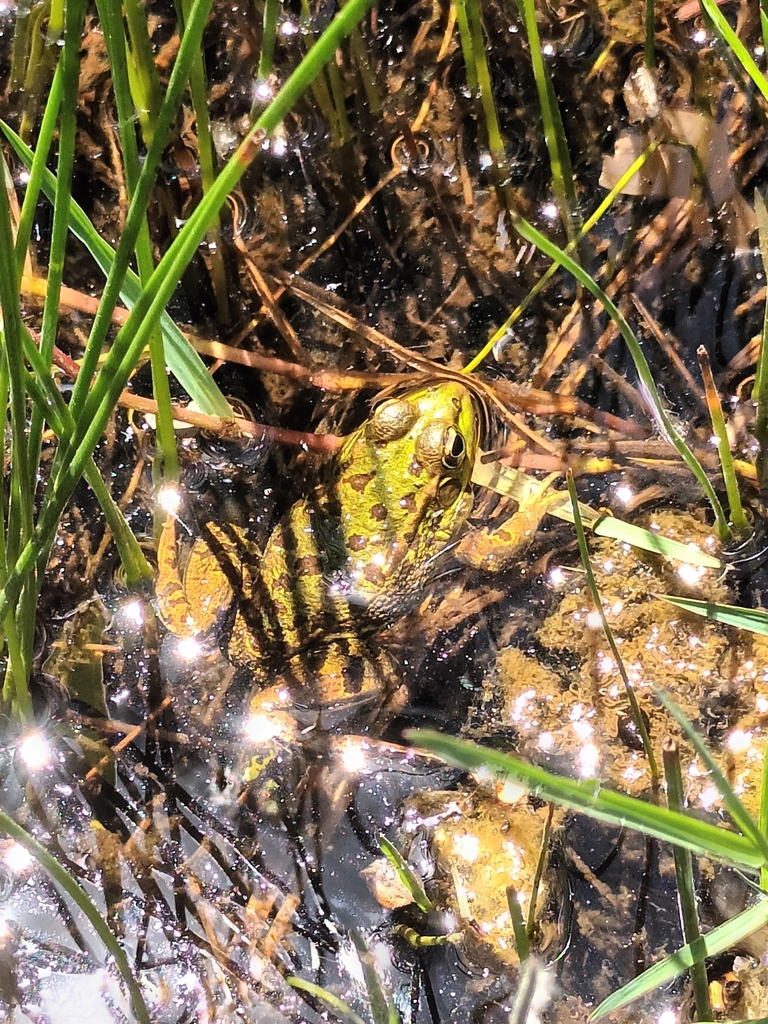Iberian Green Frog from instituto de Educação, 1600 Lisboa, Portugal on ...