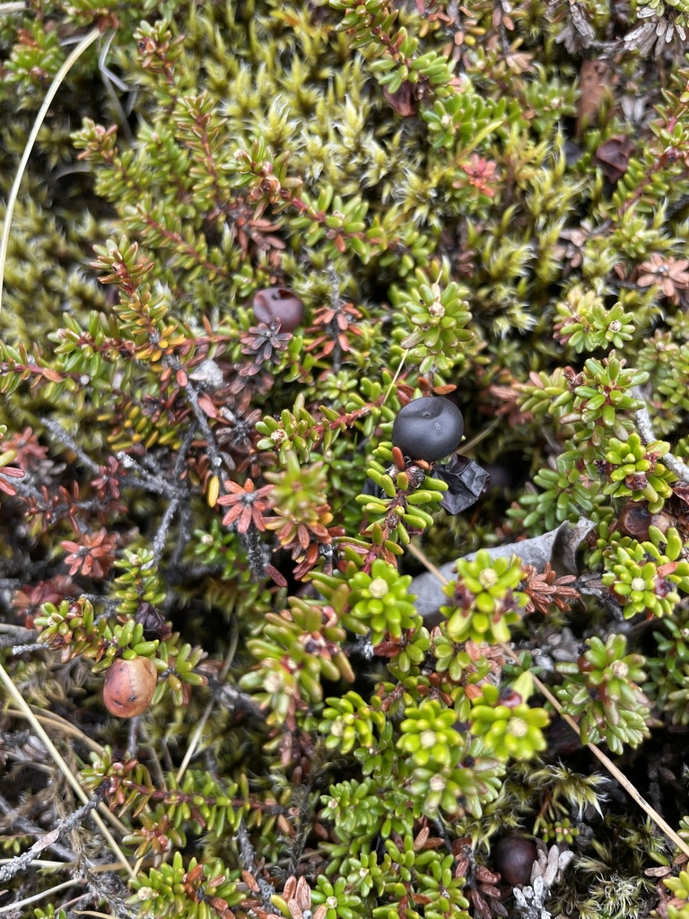 black crowberry from Fjarðabyggð, IS-AL, IS on May 26, 2022 at 03:12 PM ...