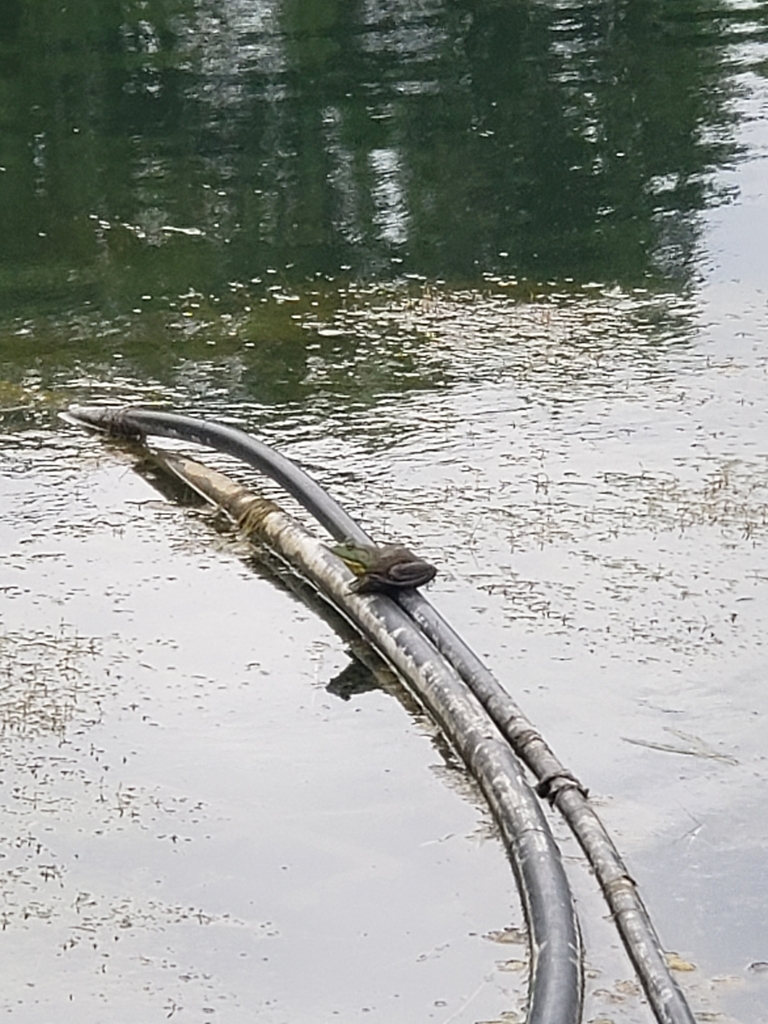 American Bullfrog from Windsor, New Albany, OH 43054, USA on May 25 ...