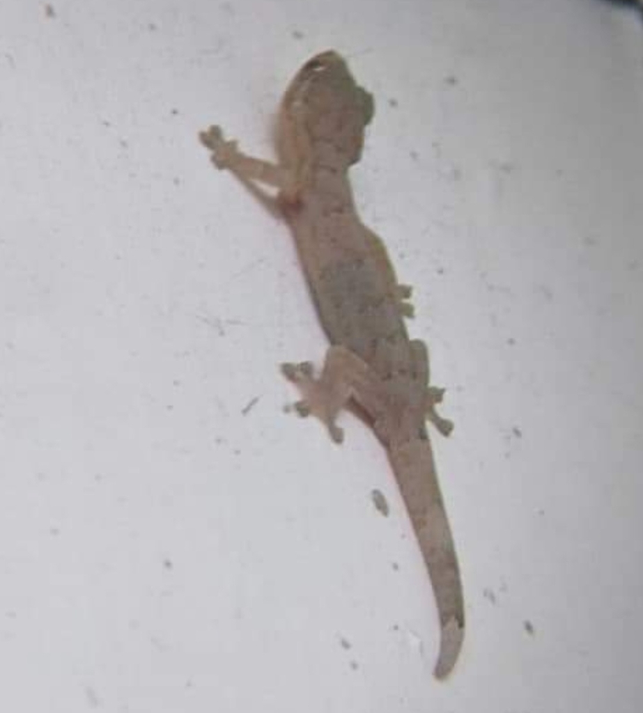 Northern Turniptail Gecko from MF6R+4HG, Port of Spain, Trinidad and ...