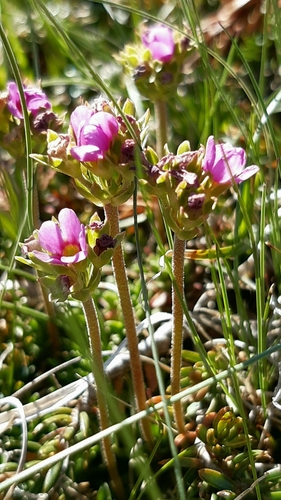 Androsace cantabrica · iNaturalist