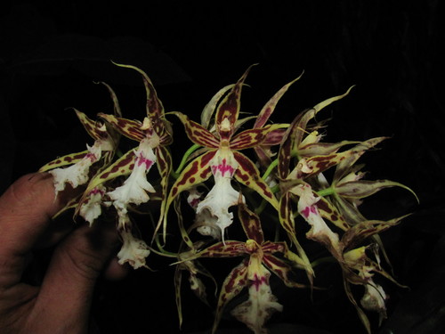 Oncidium constrictum · iNaturalist