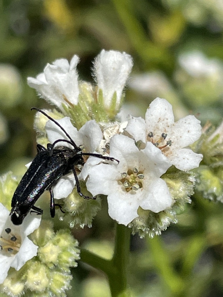 Dimorphic Flower Longhorn Beetle from Angeles National Forest, Rancho ...