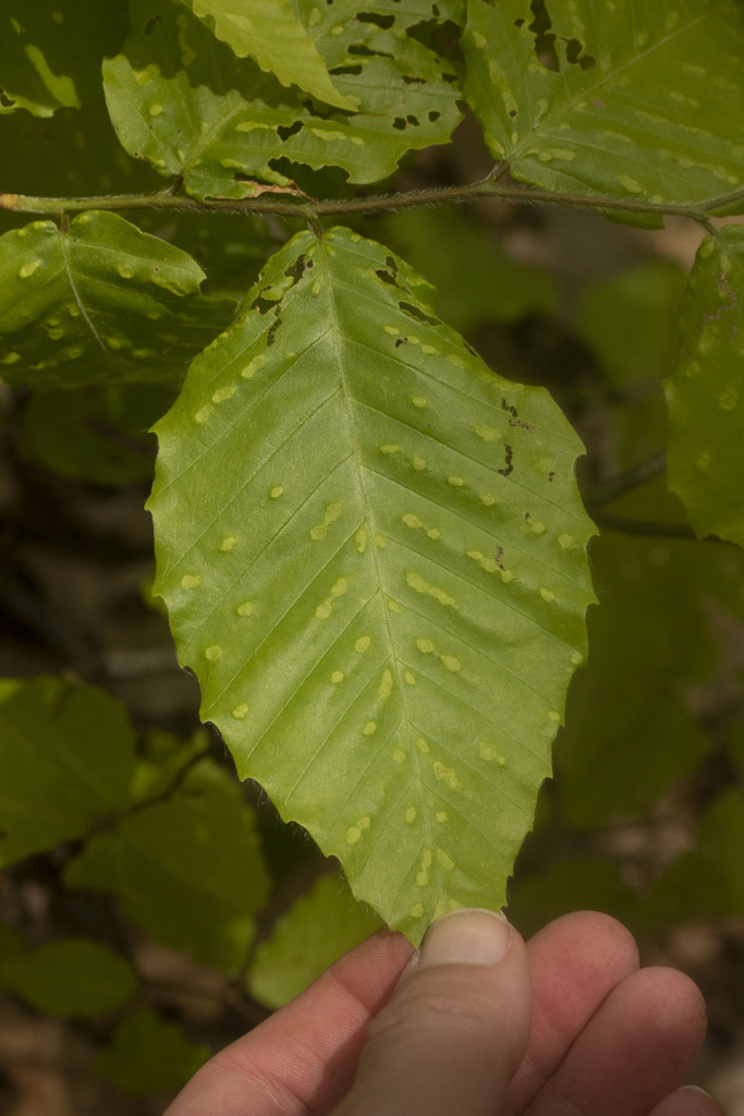 beech erineum mite from Barry County, MI, USA on May 20, 2022 at 12:07 ...