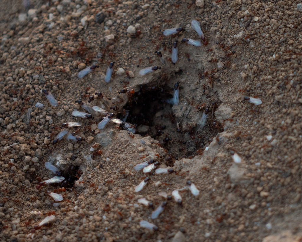 Southern Fire Ant from Central LA, Los Angeles, CA, USA on May 25, 2022 ...