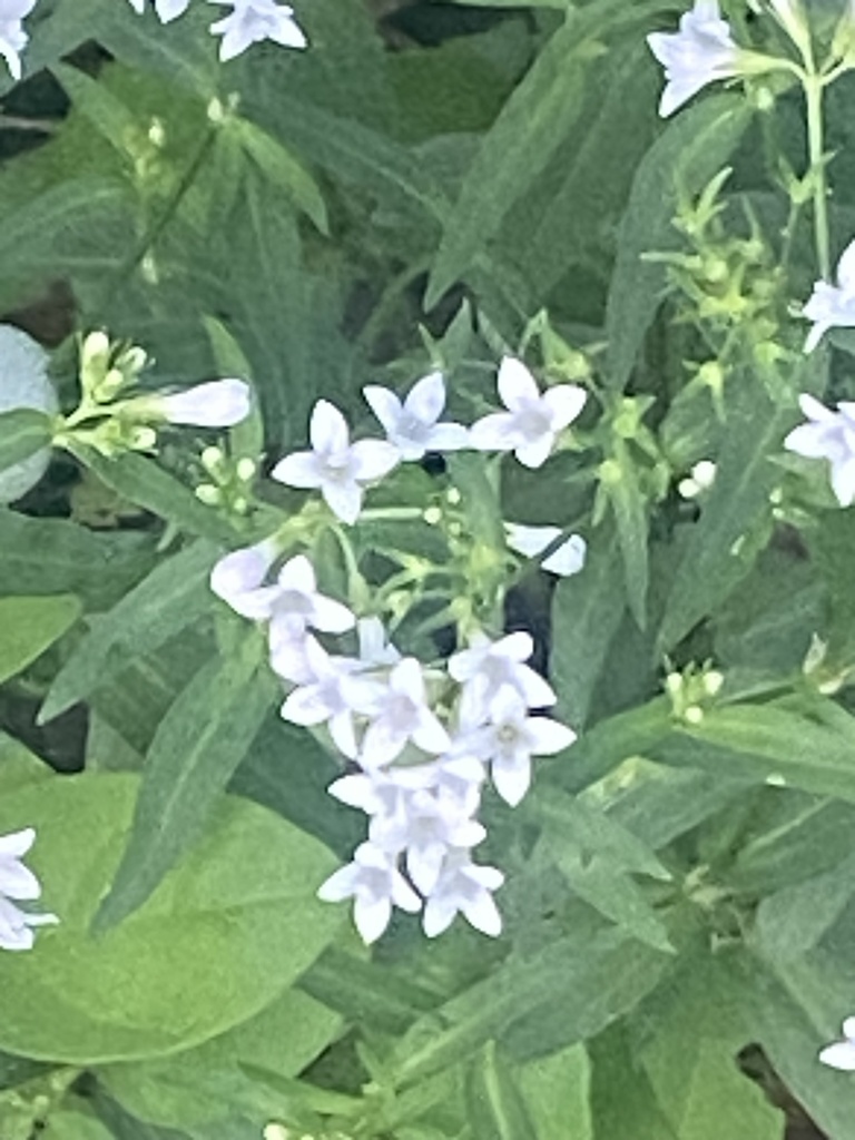 Canadian Summer Bluet from Shawnee National Forest, Carbondale, IL, US ...
