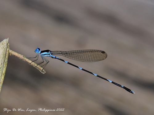 Risiocnemis pulchra · iNaturalist Panamá