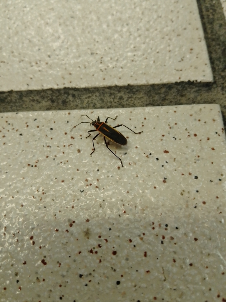 Stenomacra marginella from San Juan Huactzinco on May 26, 2022 at 11:01 ...