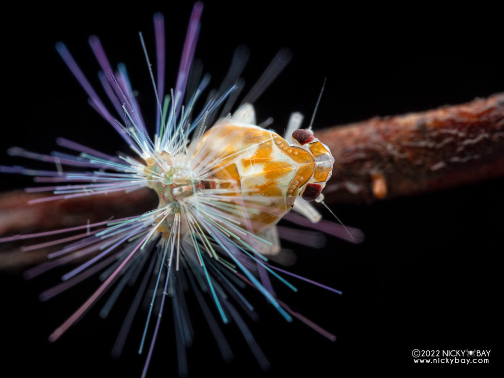 Ricaniid Planthoppers from Rifle Range Rd, Singapore on April 30, 2022 ...