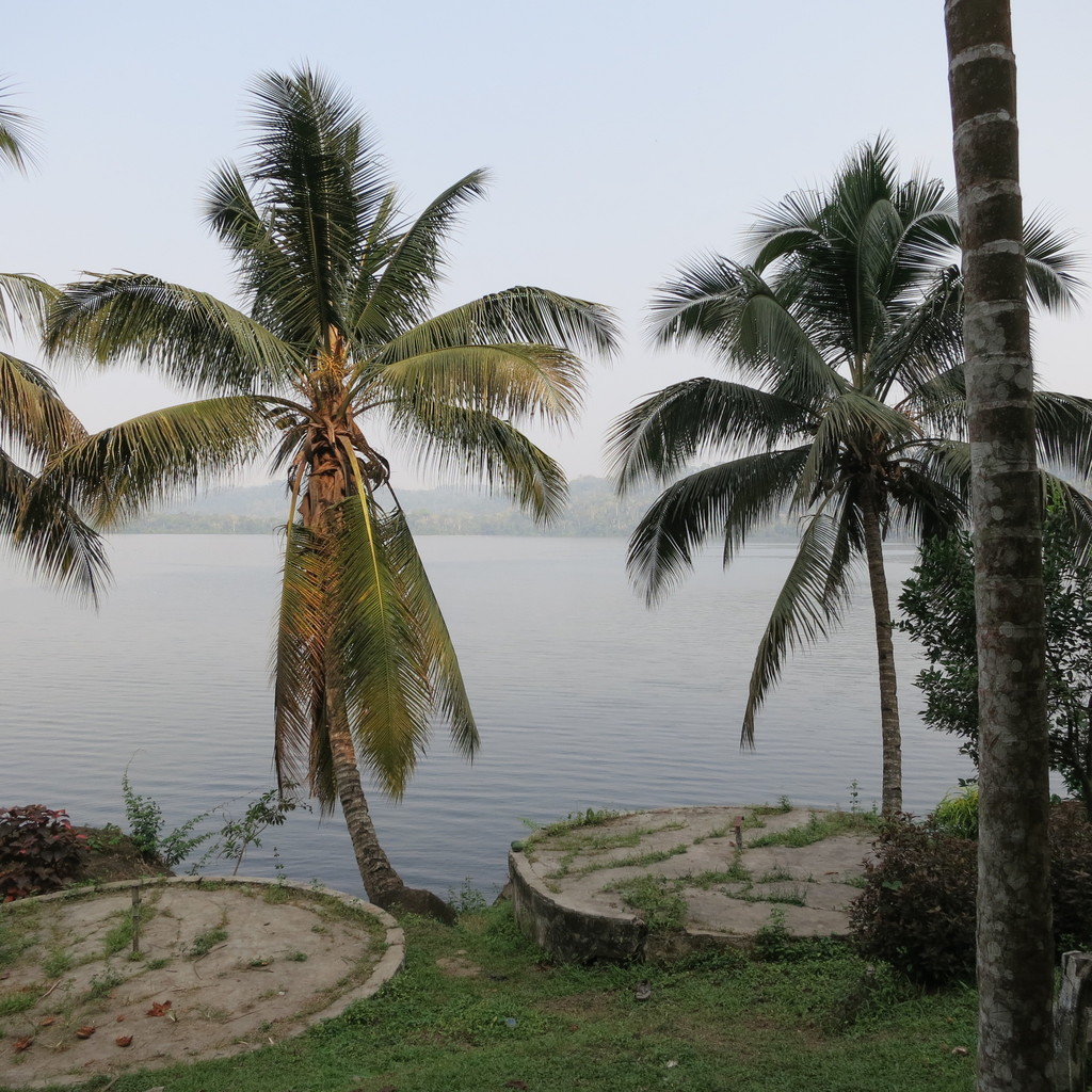 coconut palm from lake barombi mbo on January 02, 2013 at 03:37 AM by ...