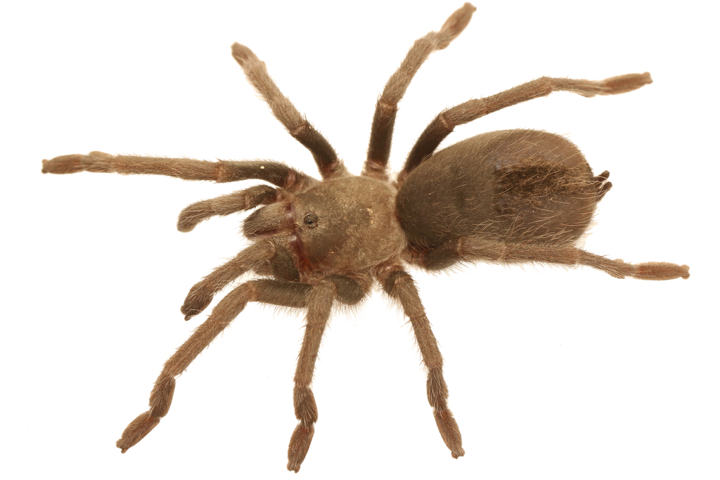 Mojave Dwarf Tarantula in May 2022 by Prakrit Jain. with ...