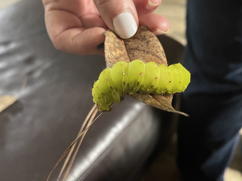 Polyphemus Moth from Old Coach Rd, Stagecoach, TX, US on March 30, 2022 ...