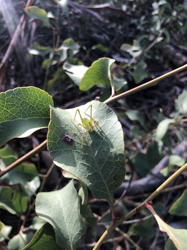 hop bitter-pea from Spinning Gum Conservation Area, Tunnack, TAS, AU on ...
