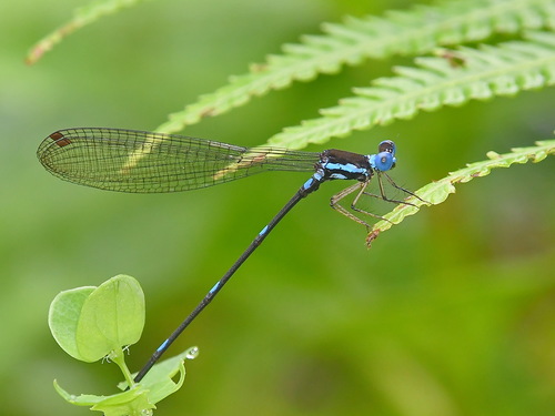 Risiocnemis varians · NaturaLista Colombia