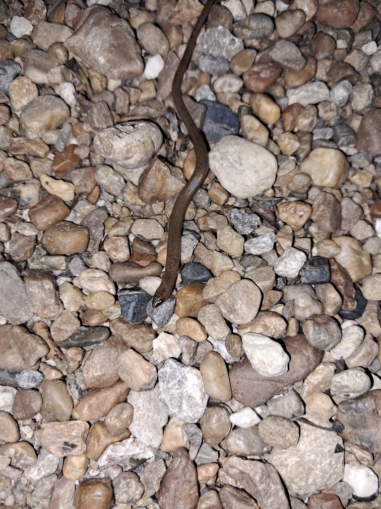 Siamese Supple Skink in May 2022 by zorces · iNaturalist