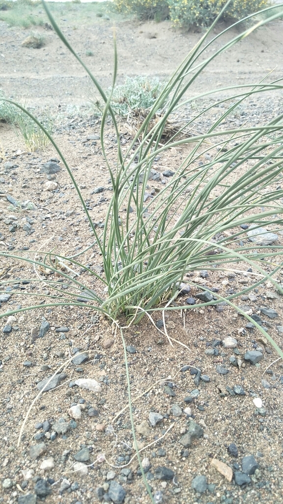 Iris loczyi from Darvi, MN-HD, MN on May 26, 2022 at 06:55 PM by 123 ...