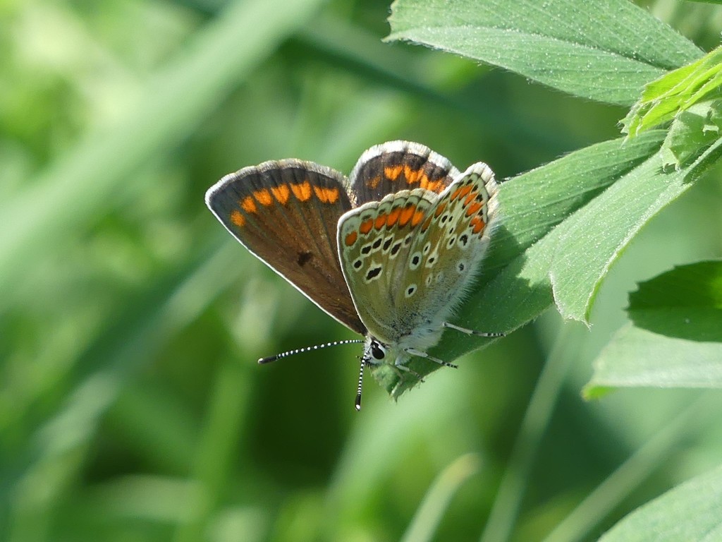 Brown Argus in May 2022 by Romain Clément · iNaturalist