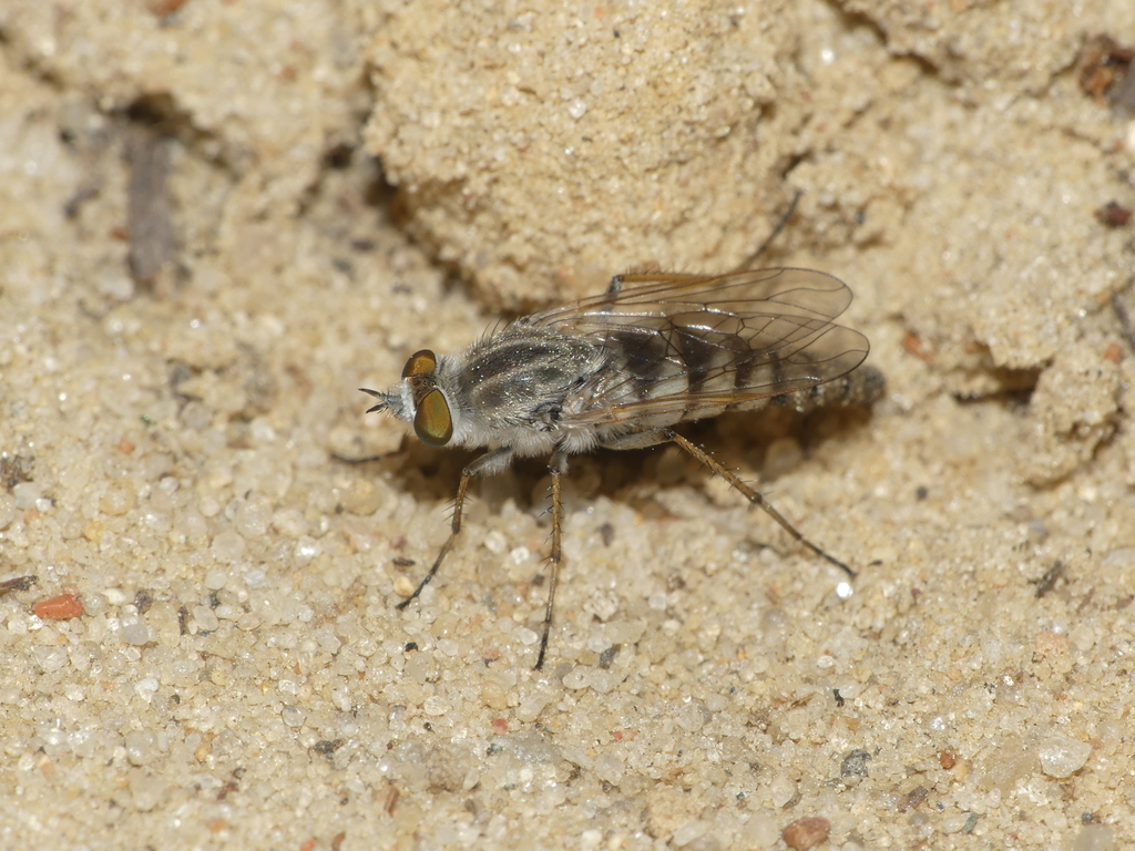 Therevini in May 2022 by Romain Clément · iNaturalist