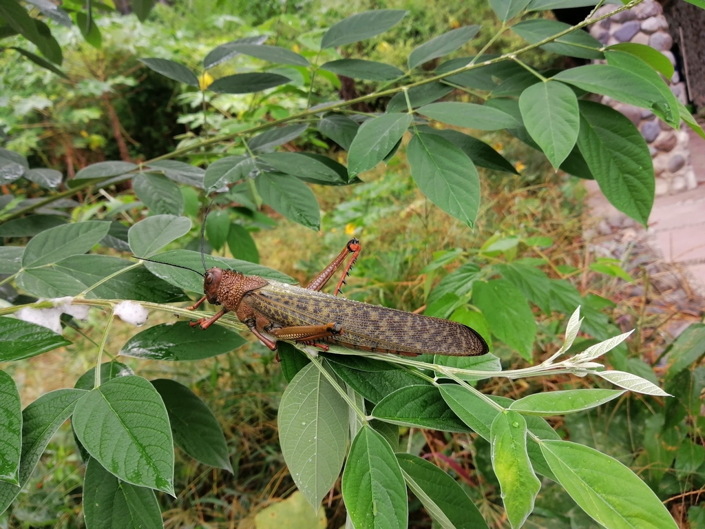 giant red-winged grasshopper from Taura, Ecuador on May 27, 2022 at 07: ...