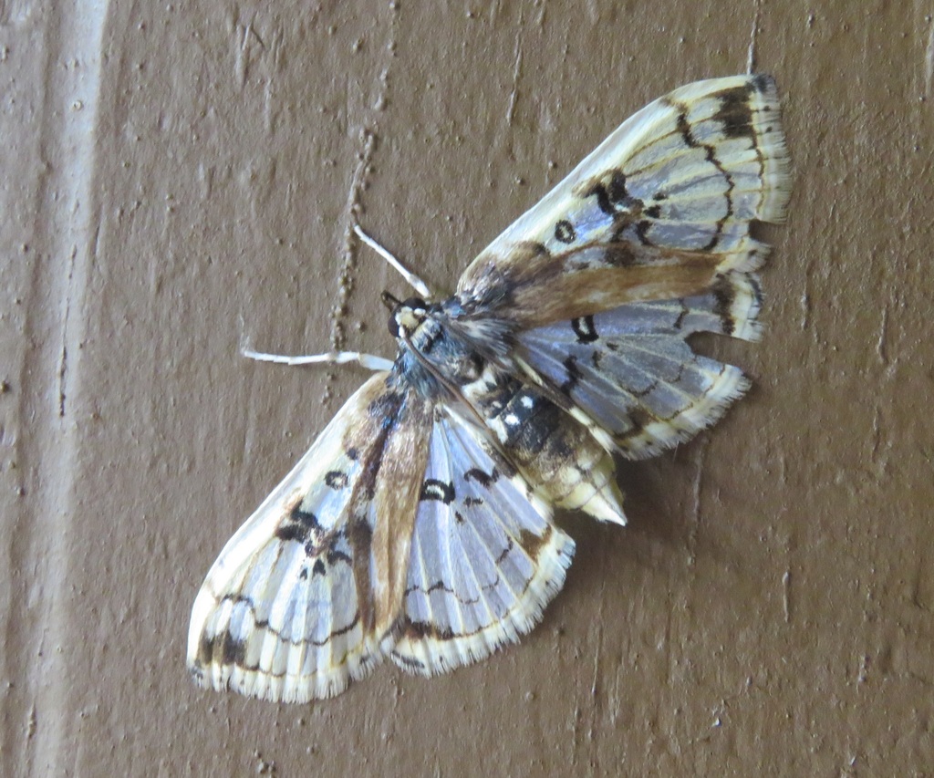 Ornate Compacta Moth from Fentress County, TN, USA on June 4, 2021 at ...