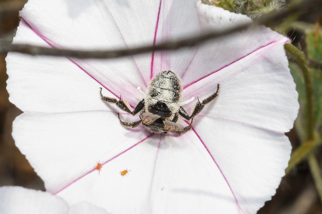 Greater Bindweed Bee from Thessalia, Greece on May 14, 2022 at 11:17 AM ...