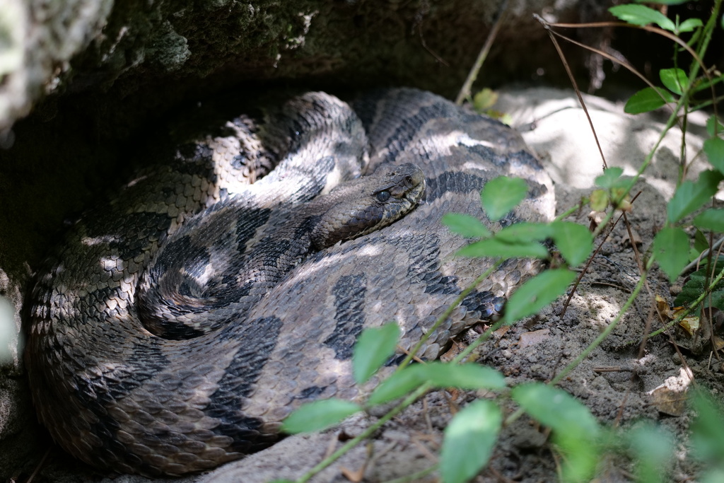 Timber Rattlesnake from Johns Island, Johns Island, SC, US on May 26 ...
